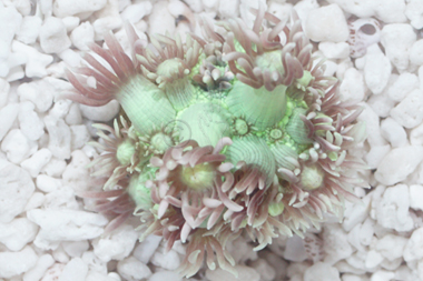 Green Flower Pot Coral - Goniopora spp.