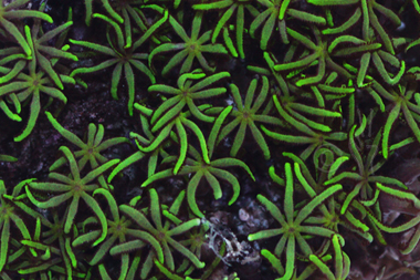 Green Star Polyps - Pachyclavularia spp.