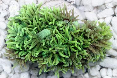 Metallic Green Flower Pot Coral - Goniopora spp.