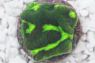 Green Favites Brain Coral - Favites spp.