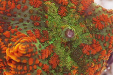Orange and Green Bullseye Mushroom - Rhodactis spp.