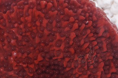Red Encrusting Montipora - Montipora nodosa