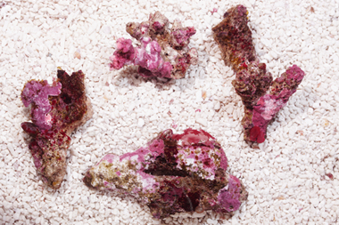 Live Rock Rubble Bundle - Scleractinia