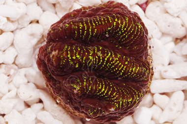 Green Stripe Favia Brain Coral - Favia spp.