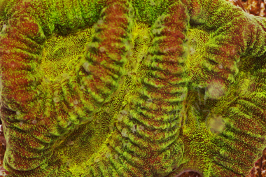 Green Favites Brain Coral - Favites spp.