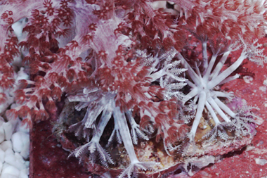 Kenya Tree Coral with Xenia - Capnella spp.