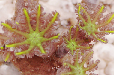Green Glove Polyps - Clavularia spp.