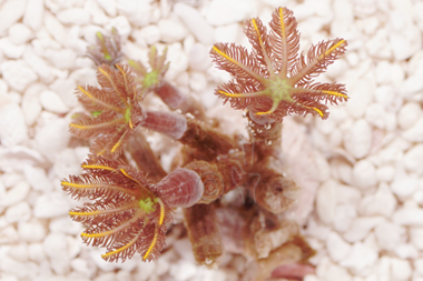 Gold Striped Glove Polyps - Clavularia spp.