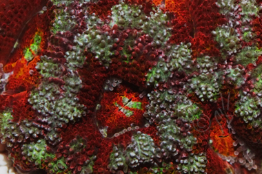 Multicolor Aussie Acan Lord Frag - Acanthastrea lordhowensis