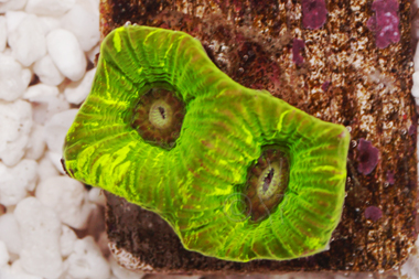 Favites Brain Coral-Green - Favites spp.