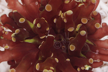 Gold Tip Branching Frogspawn - Euphyllia paradivisa