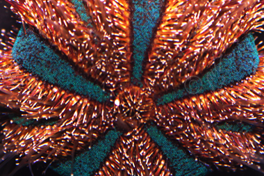 Red Royal Urchin - Mespilia globulus