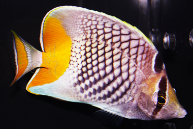 Pearlscale Butterflyfish - Chaetodon xanthrusus