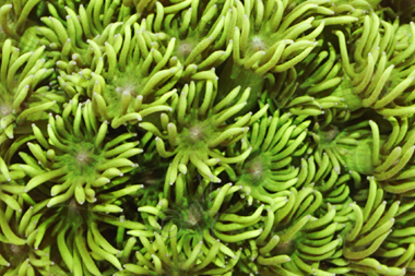 Metallic Green Flower Pot Coral - Goniopora spp.
