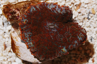 Superman Bullseye Mushroom - Rhodactis spp.