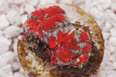 Red and Gray Acan Lord - Acanthastrea lordhowensis