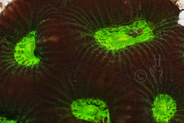 Green Eye Favites Brain Coral Frag - Favites spp.