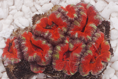Multi Color Acan Lord - Acanthastrea lordhowensis