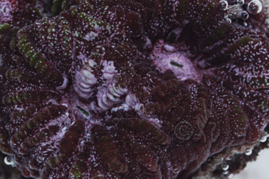 Multi Color Favites Brain Coral - Favites spp.
