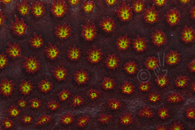 Red Fringe Yellow Polyp Encrusting Montipora - Montipora nodosa