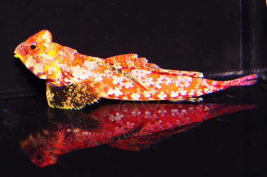 Red Scooter Dragonet - Male - Synchiropus stellatus