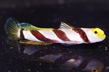 Yellow Rose Goby - Stonogobiops nematodes