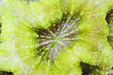 Neon Yellow-Green Acan - Acanthastrea bowerbanki