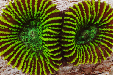 Neon Green Striped Favites Brain Coral - Favites spp.