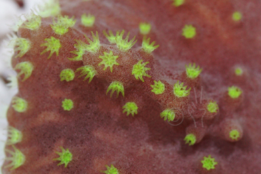 Neon Green Polyp Flower Leather - Sinularia dura