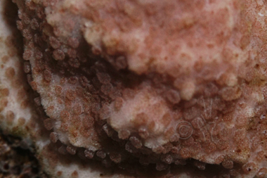 Encrusting Montipora - Montipora sp.