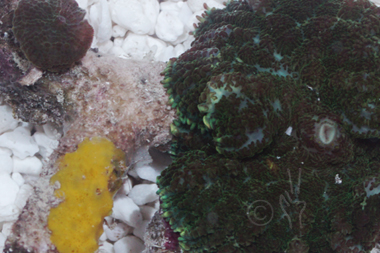 Bullseye Mushroom and Yellow Sponge - Rhodactis spp.