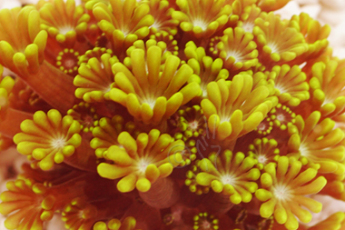 Yellow/Green Flower Pot Coral - Goniopora spp.