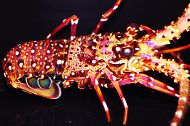 Orange Spot Spiney Lobster - Panulirus spp.
