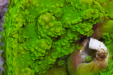 Ultra Green Encrusting Monti - Montipora sp.