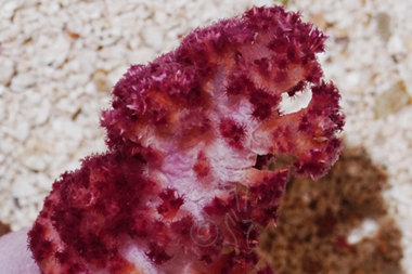 Carnation Coral - Dendronephthya spp.
