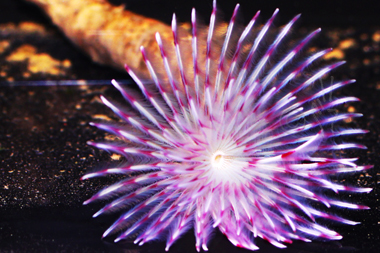Pink and White Dwarf Feather Duster - Bispira spp.