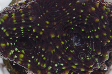 Acanthastrea - Acanthastrea echinata