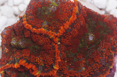 Red and Green Bullseye Mushroom - Rhodactis spp.