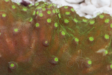 Neon Green Polyp Flower Leather - Sinularia dura