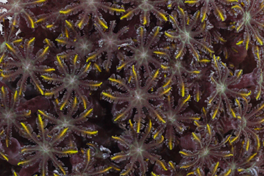 Gold Striped Glove Polyps - Clavularia spp.