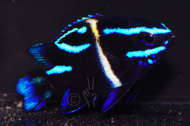 Blue Velvet Damselfish