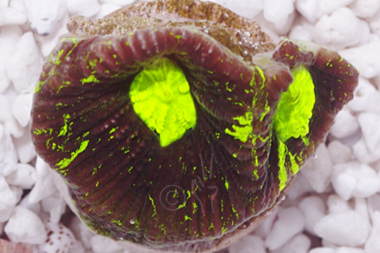 Neon Green Eye Favia Brain Coral - Favia spp.