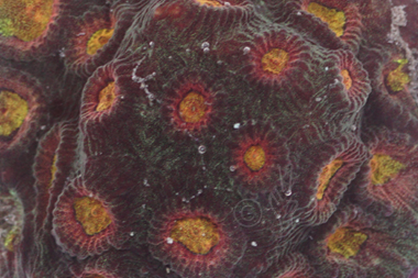 Rainbow Favia Brain - Favia spp.