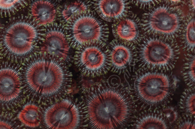 Pink Quasar - Zoanthus gigantus