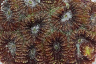 Multi Color Favites Brain Coral - Favites spp.