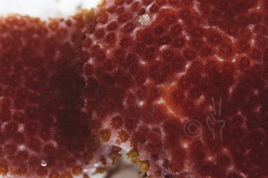Encrusting Red Montipora - Montipora nodosa