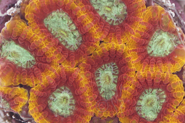 Rainbow Favites Brain Coral - Favites spp.