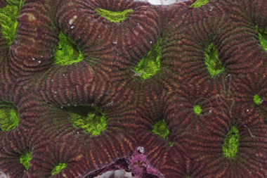 Green Eye Favites Brain Coral - Favites spp.