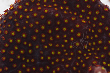Red Fringe Yellow Polyp Encrusting Montipora - Montipora nodosa