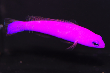 Strawberry Dottyback - Pseudochromis porphyreus